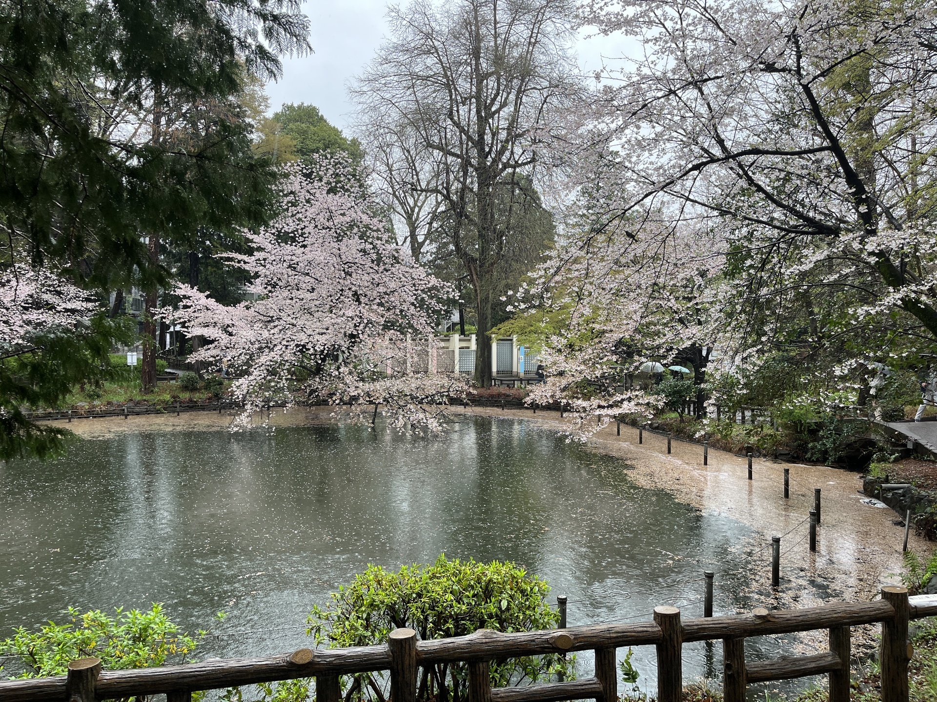 エレカシ35: ねこのいる生活